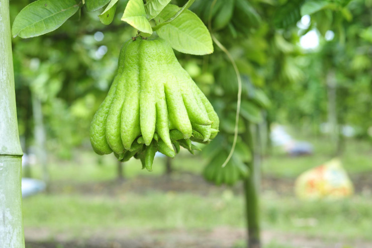 The ‘Buddha’s hand’ village in the heart of Hanoi is busy with the ...
