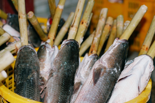 The largest grilled snakehead fish oven in Ho Chi Minh City “red on ...
