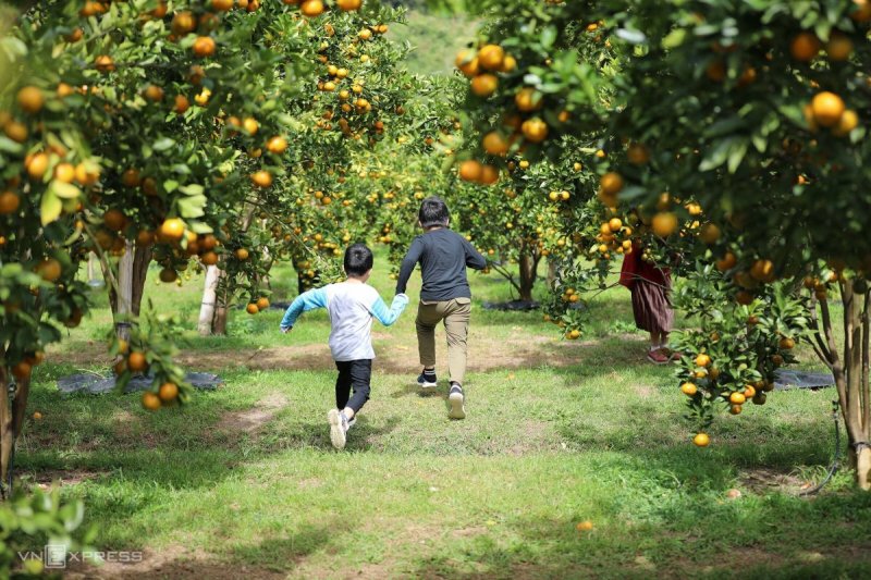 Fruit-laden tangerine garden on the outskirts of Da Lat » Vietnam News ...