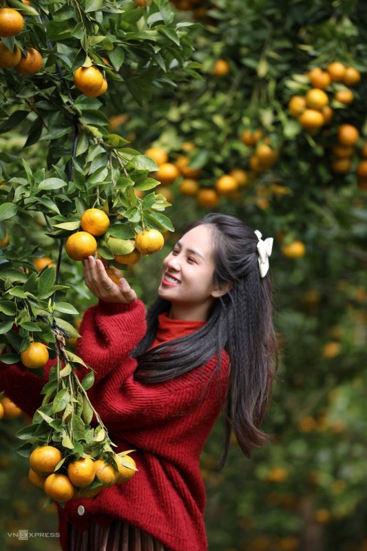 Fruit-laden tangerine garden on the outskirts of Da Lat » Vietnam News ...
