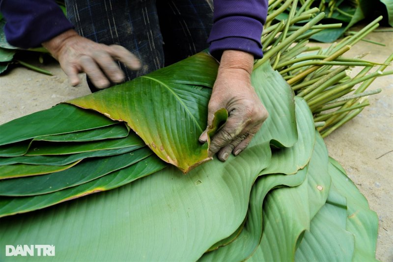 Make money with the leaves that make up the soul of Vietnamese Tet ...