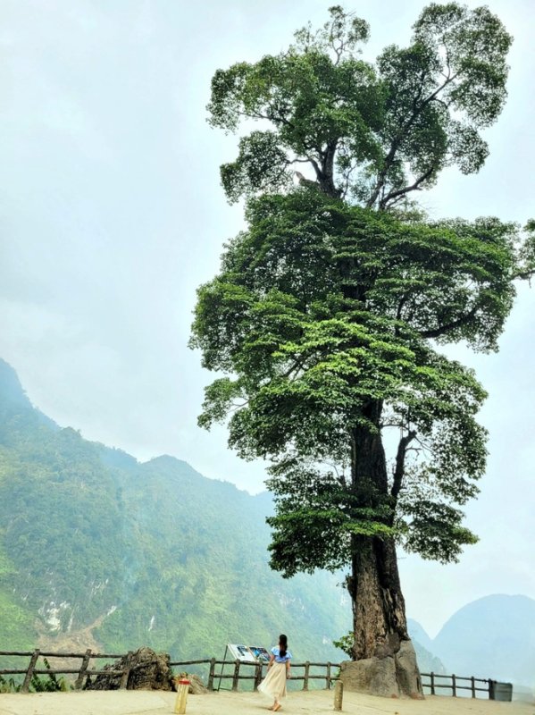 Unique “lonely tree” 250 years old, 5 people can’t hug in Ha Giang ...