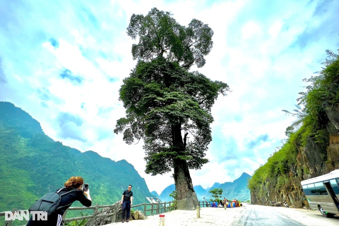 Unique “lonely tree” 250 years old, 5 people can’t hug in Ha Giang ...