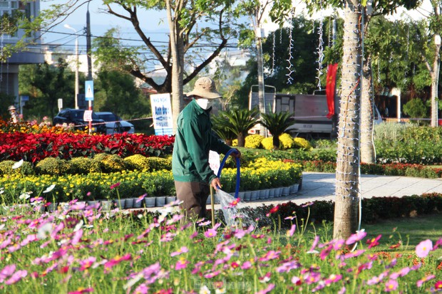 Young people in Da Nang are busy checking in to the spring flower ...