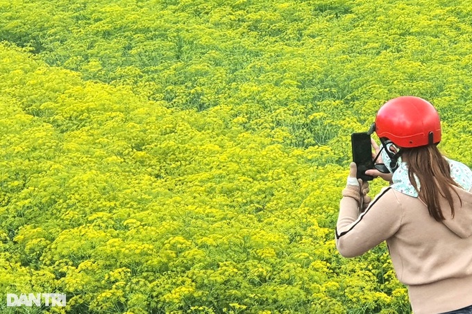 Planting bright yellow flowers for seeds in the land of Bac Lieu, a ...