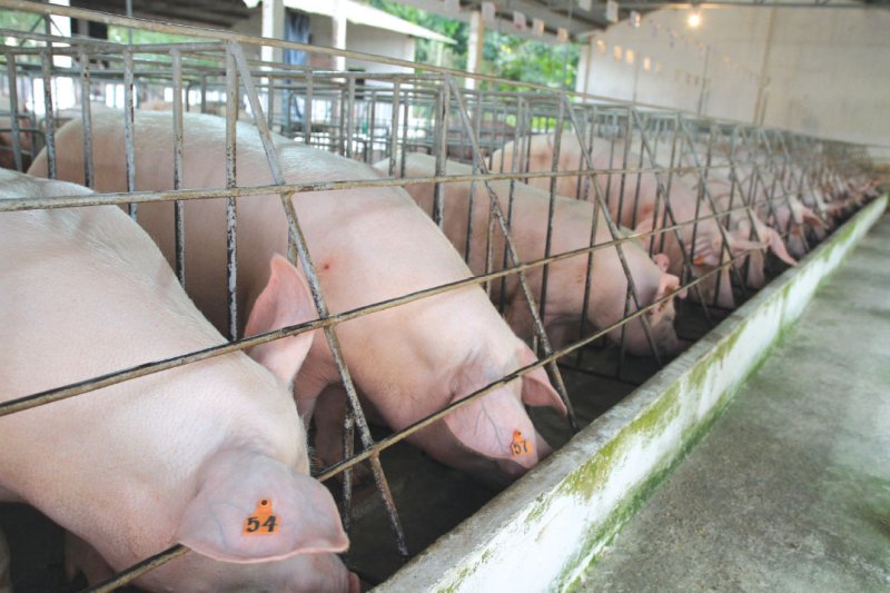 Nationwide ASF vaccine rollout set to start from this month » Vietnam ...