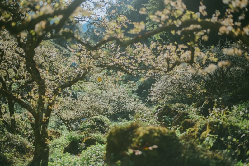 The two most beautiful plum blossom viewing spots in Moc Chau » Vietnam ...