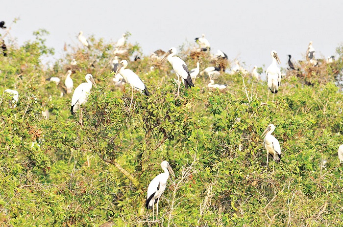 Discover the beautiful nature in Lang Sen Wetland Reserve » Vietnam ...