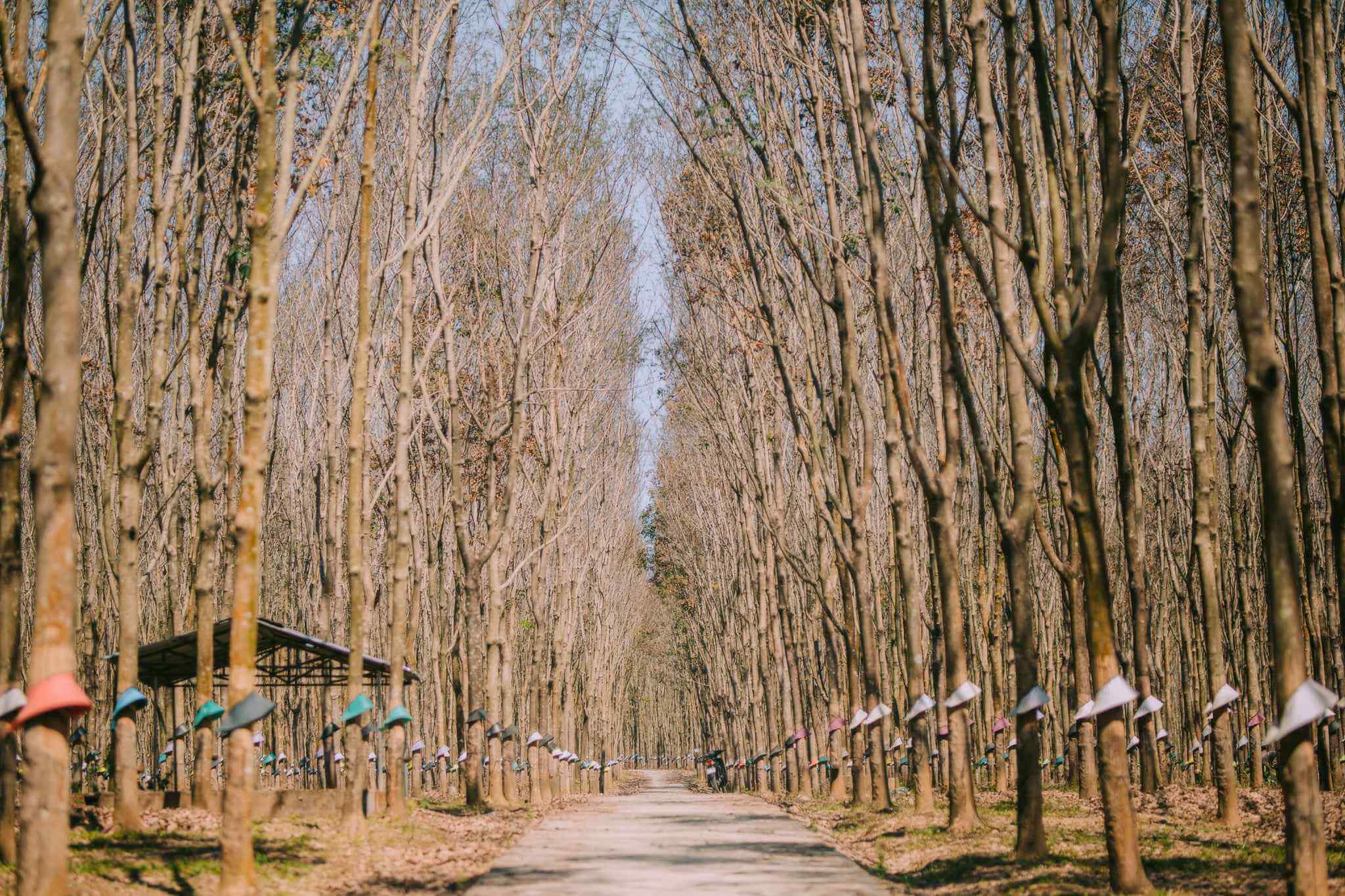 A month of seclusion in Mang Den, Vietnam » Vietnam News - Latest ...