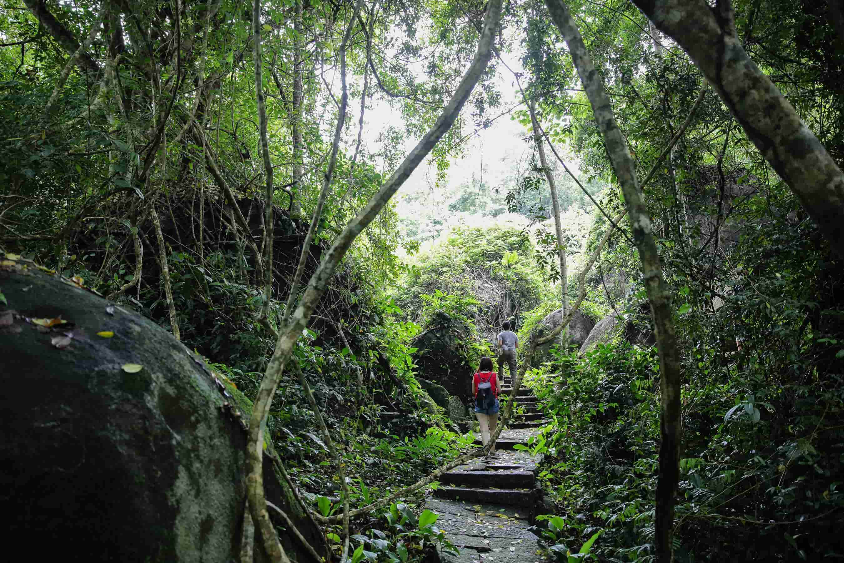 Discover Madagui: the only forest city in Vietnam » Vietnam News ...