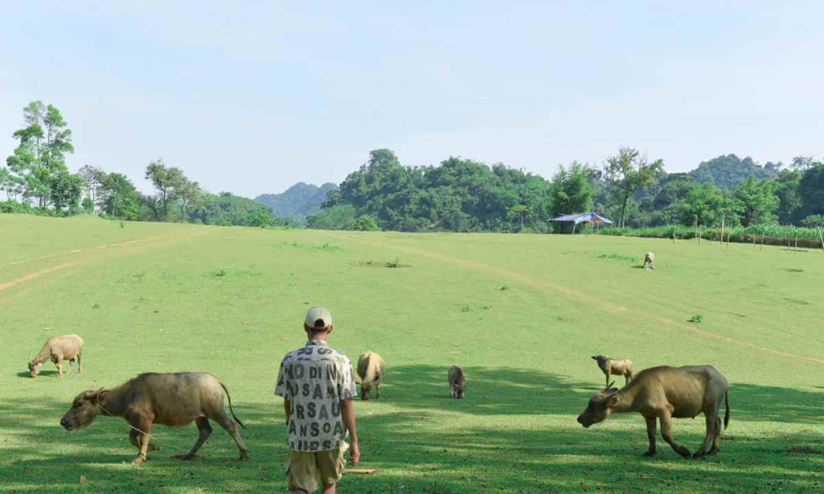 Bai Bui green steppe, Hoa Binh Province, Vietnam » Vietnam News ...