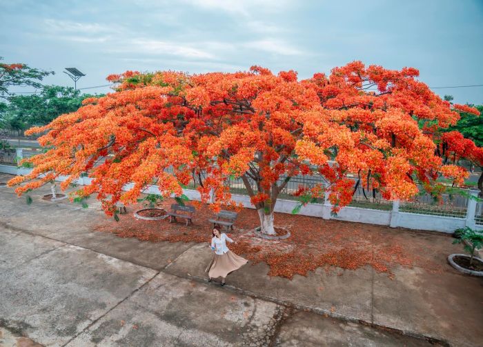 ‘Hunting’ spots to see phoenix flowers in Gia Lai are brilliantly ...