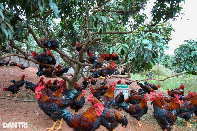 Telling each other to feed the chickens super luxury, farmers earn half ...