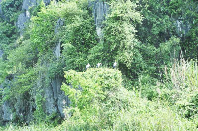 Explore Van Long Lagoon – where the famous movie Kong: Skull Island was ...