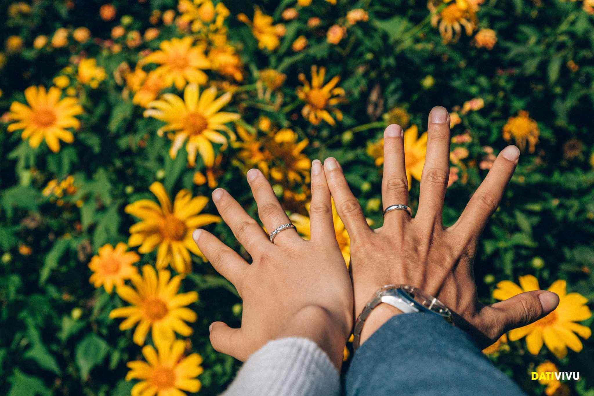 Nostalgic flower seasons in Da Lat, Vietnam » Vietnam News - Latest ...