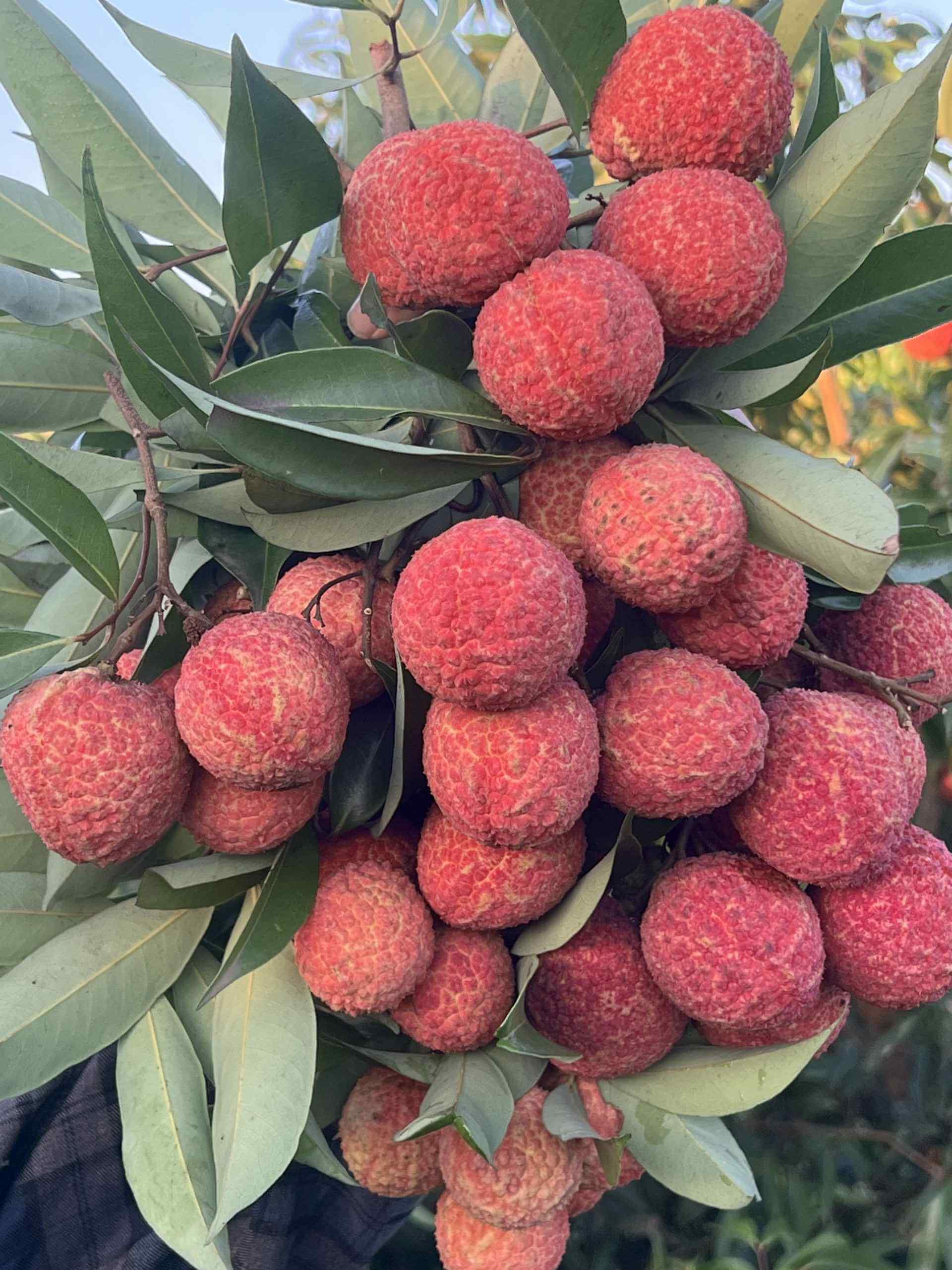 Thanh Hoa, Vietnam: Expanding seedless lychee growing area for export ...