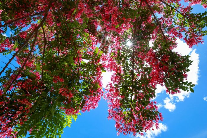 Da Lat pink phoenix season has come to show off its silly beauty ...
