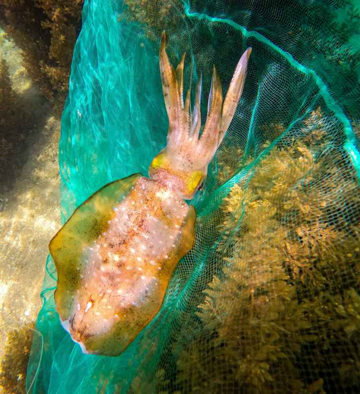 See the yellow seaweed fields under the sea of Quy Nhon » Vietnam News ...