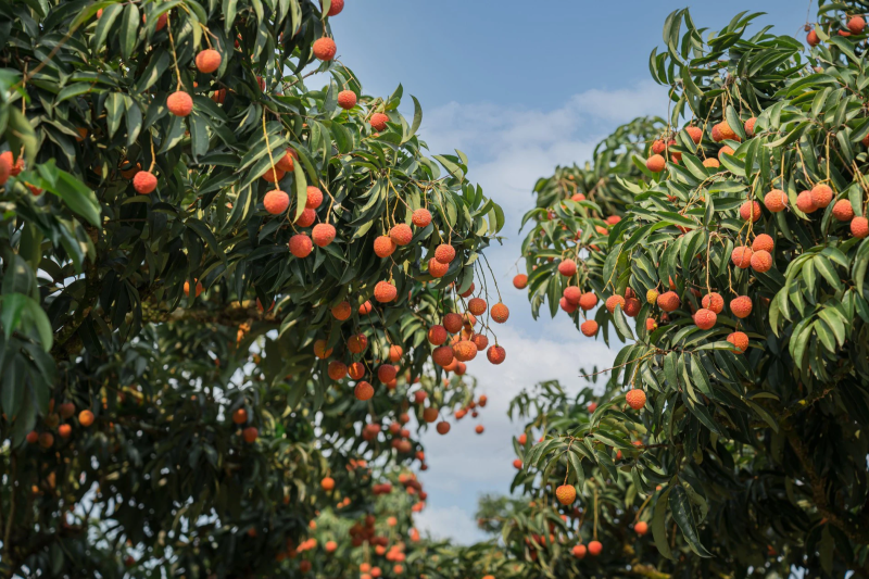With only about 500,000 VND, you can visit the litchi garden in Hai ...