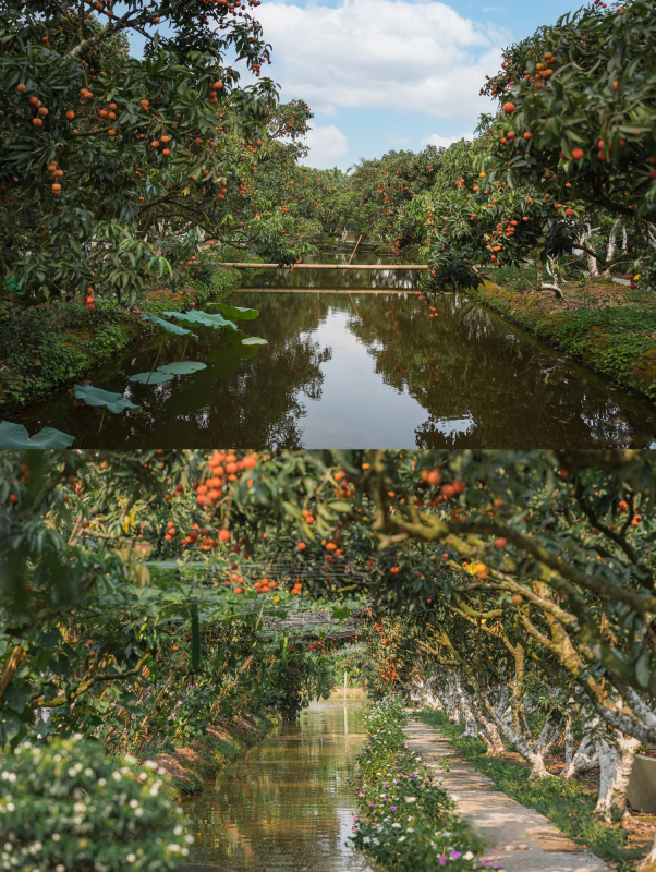 With only about 500,000 VND, you can visit the litchi garden in Hai ...