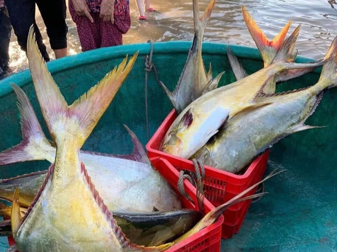 Winning 3 tons of “sea fortune” gold fin, fishermen earned 600 million ...