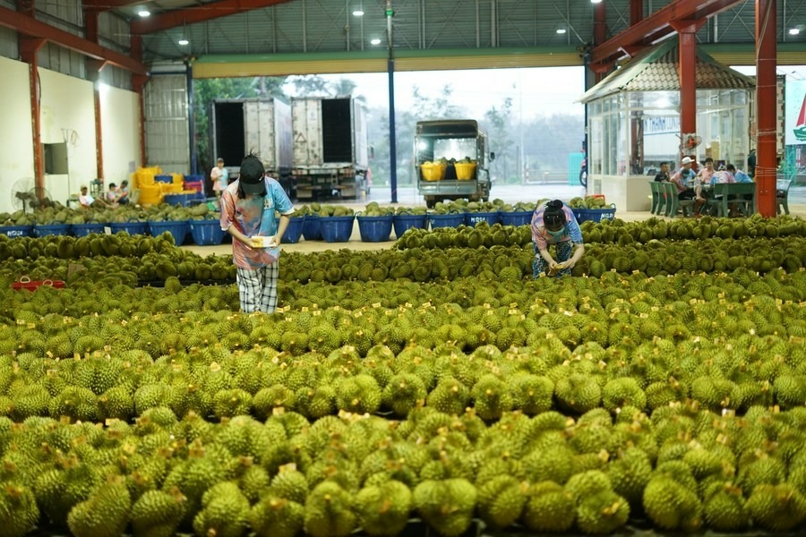 Vietnamese durian is exported strongly to China » Vietnam News - Latest ...